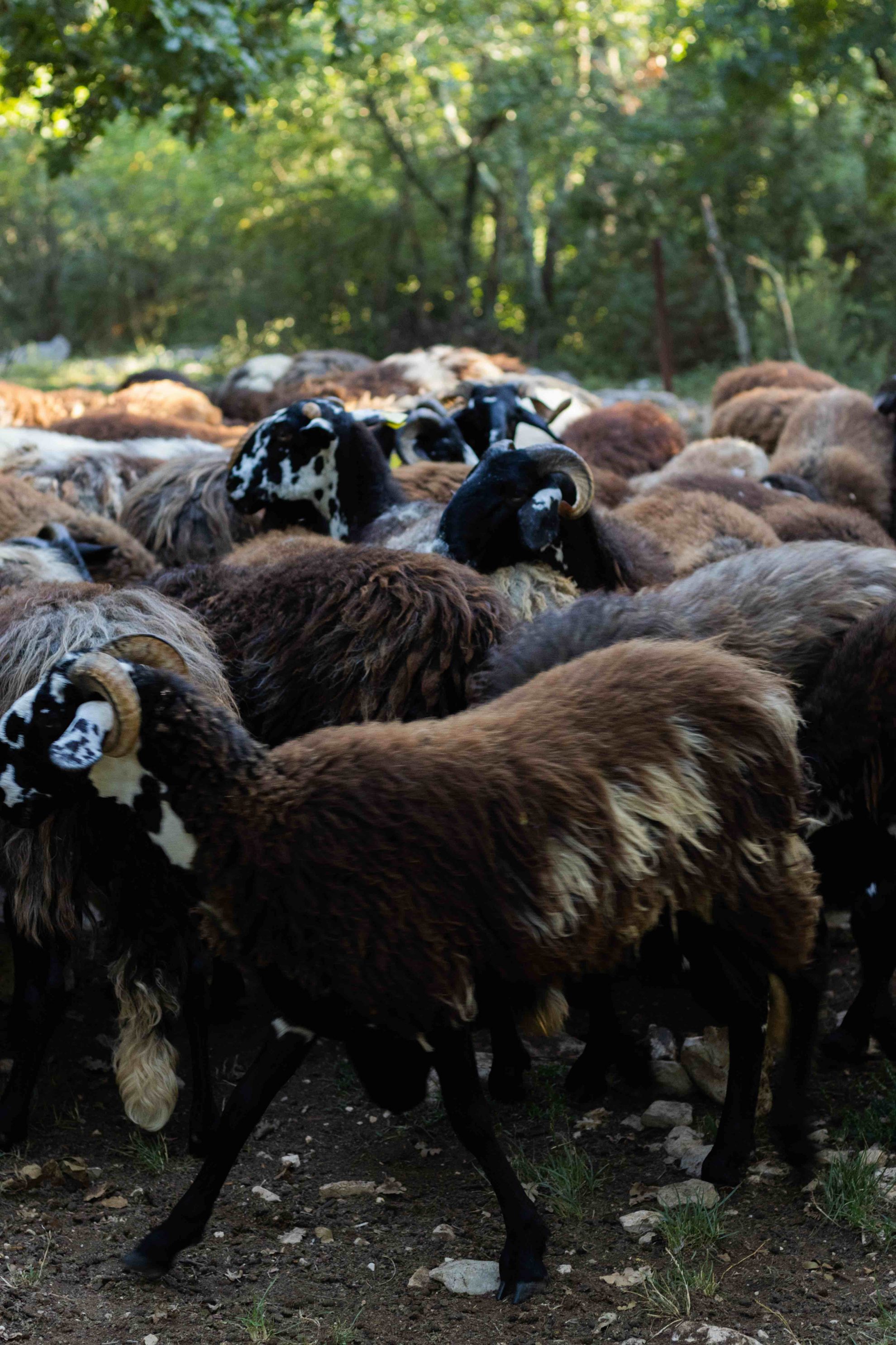 Vedran Macan, cheese of Istrian sheep - Made in Istra ∇