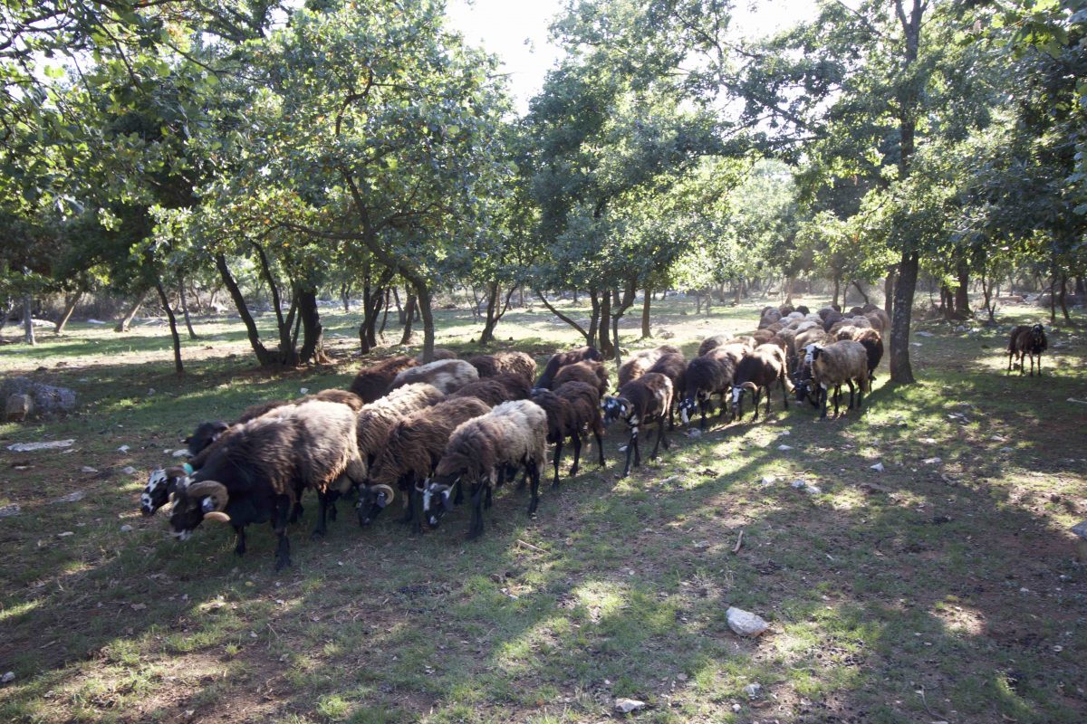 Vedran Macan, cheese of Istrian sheep - Made in Istra ∇